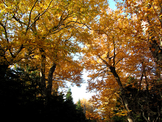 Autumn Day Trek To Little Codroy Pond – IATNL